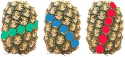 Fibonacci Sequence In Pineapples