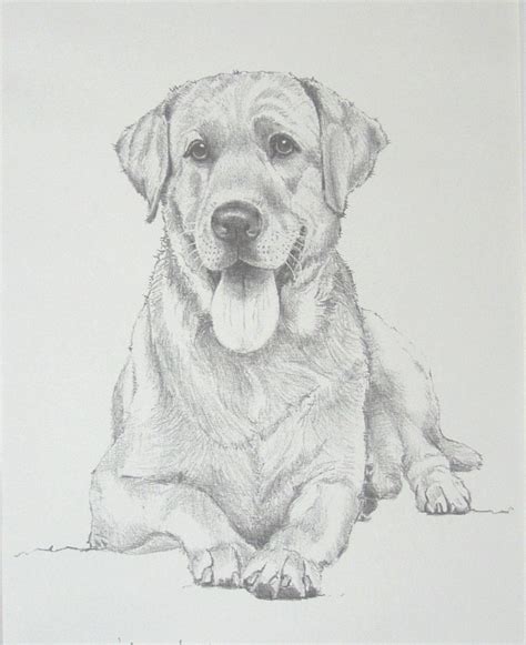 St Bernard Drawing
