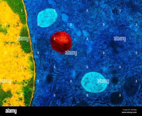 Primary Lysosome Coloured Transmission Electron Micrograph Tem Of A