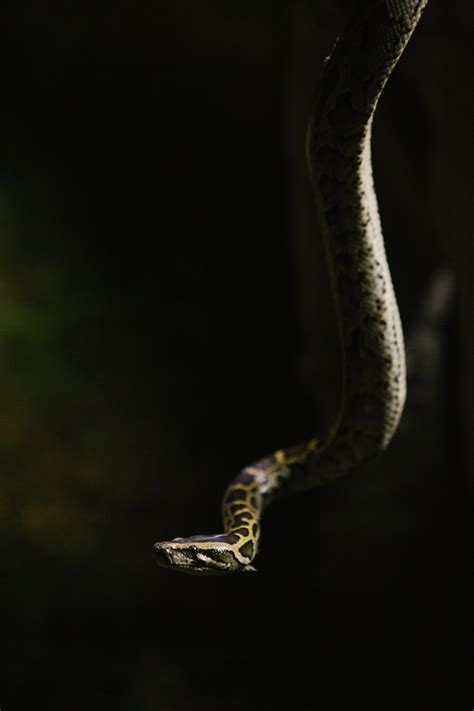 Florida Has A Python Problem—are Bounty Hunters The Solution National Geographic