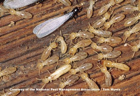 Know Your Termite Prevention Tips For An Infestation Free Home