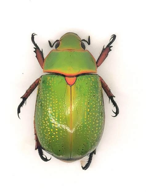 Chrysina Spectabilis Female Top Insects
