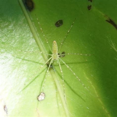 Green Spider Types At Adam Hebert Blog
