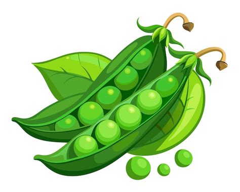 Peas Spilling Out Clip Art Realistic Vector Illustration Of Fresh Green