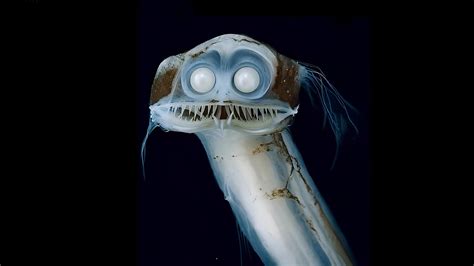 Telescopefish Meet The Supervillain Lurking In The Deepest Part Of The
