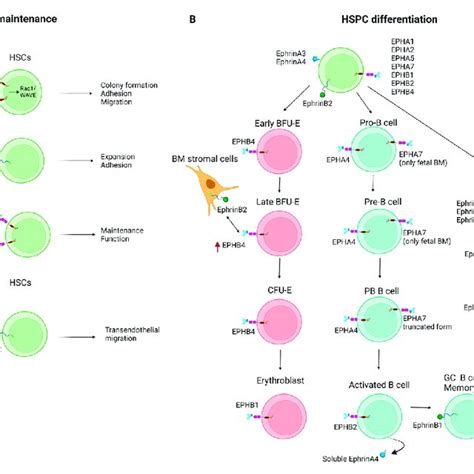 Expression And Interactions Of Ephrins And Ephs During Normal Download Scientific Diagram