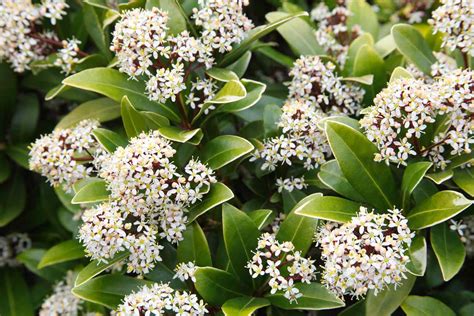 How To Plant And Grow Japanese Skimmia