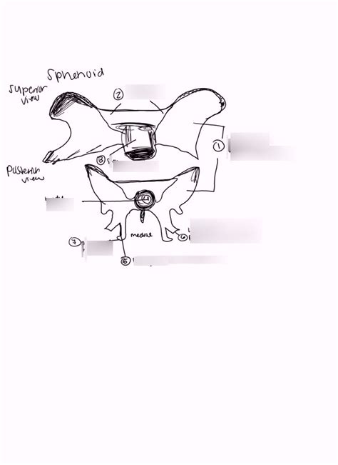 Sphenoid Diagram Quizlet