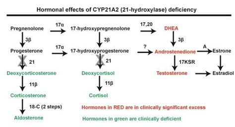 21 Hydroxylase Dhea Cortisol Progesterone