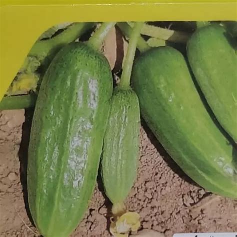 خرید و قیمت بذر خیار بوته ای معطر اصفهانی15عددی از غرفه گلکده آزیتا