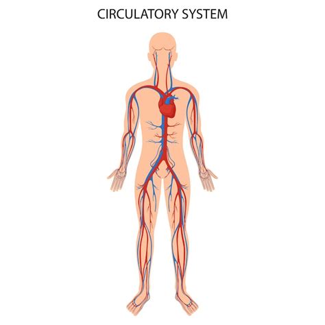 Imágenes De Sistema Circulatorio Dibujo Descarga Gratuita En Freepik