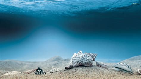Sea Shells Wallpaper 53 Pictures Wallpaperset