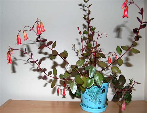 Succulent With Orange Bell Flowers Best Succulent Ideas
