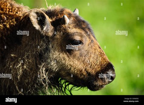 Closeup Portrait Of The Head Of A Young Bison Calf Taken In