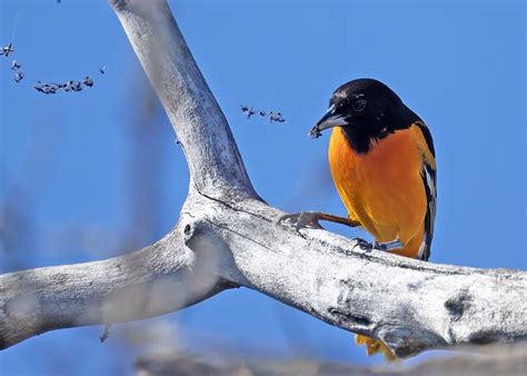 Baltimore Oriole Icterus Galbula 20250510 05 Please N Flickr