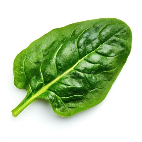 Single Vibrant Green Spinach Leaf On White Background Stock Illustration Illustration Of