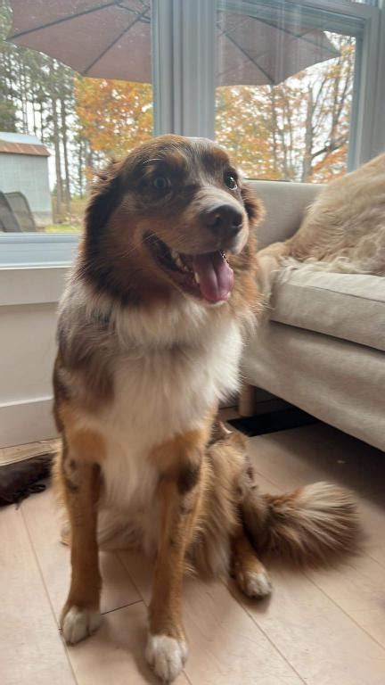 Berger Australien Pour Accouplement Neuf à Vendre à Melbourne Lespac