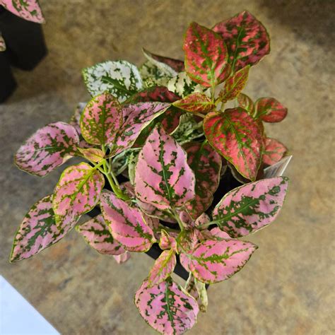 Hypoestes Forskaolii Care 101 Water Light And Growing Tips