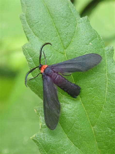 22 Types Of Black Moths Pictures And Identification