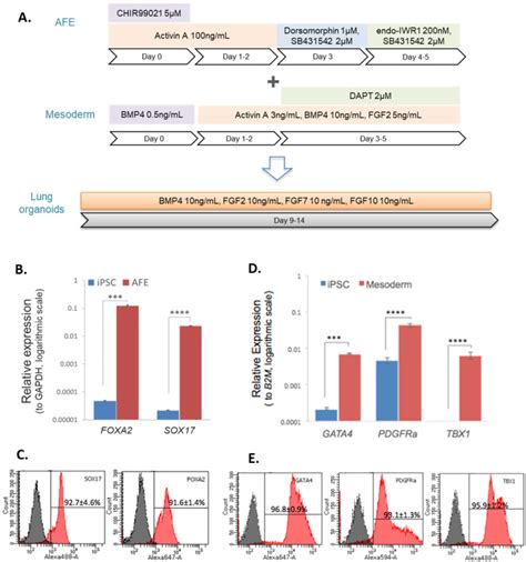 Rapid Generation Of Pulmonary Organoids From Induced Pluripotent Stem