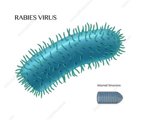 Structure Of The Dimerization Domain Of The Rabies Virus Structure Of
