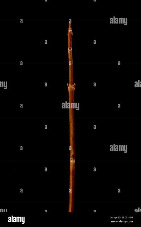 Smooth Hydrangea Hydrangea Arborescens Wintering Twig Closeup Stock