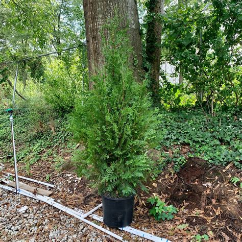 Thuja Standishii X Plicata Green Giant ~ Green Giant Arborvitae