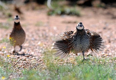 Bobwhite Quail Nesting Habits