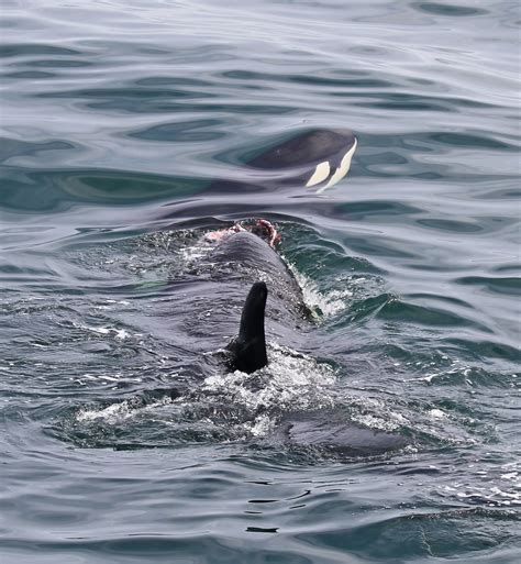 Orca Female Taking Ribcage Away From Subadults Mouth Flickr