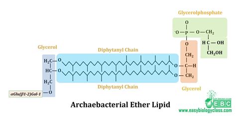 Plasma Membrane Lipids