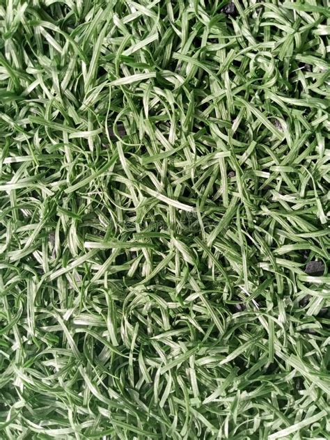 This Synthetic Grass Looks Very Similar To Real Grass With Long Thin