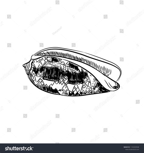 Volute Shell Over 375 Royalty Free Licensable Stock Illustrations