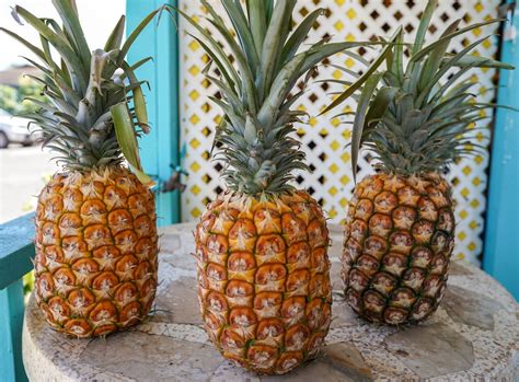Pineapple In Hawaiian Means At Ryan Henderson Blog