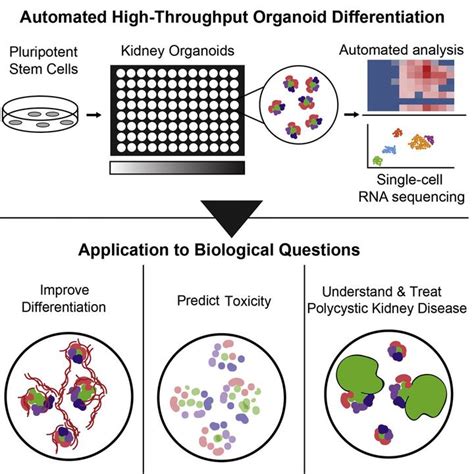 小分子药物和抗体药的区别 知乎