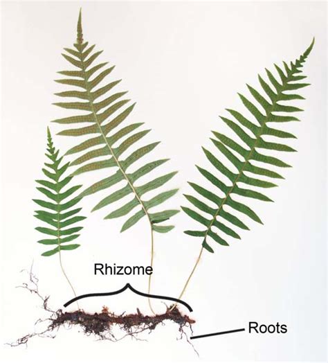 What Does A Fern Root Look Like At John Heidt Blog