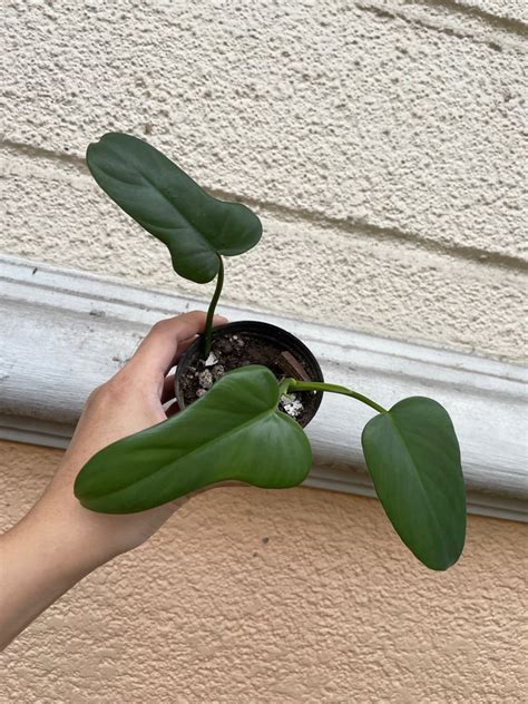 Reverted Philodendron Bipen Juvenile Bipennifolium Going 4 Leaves