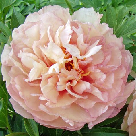 Scrumdidleyumptious American Peony Society