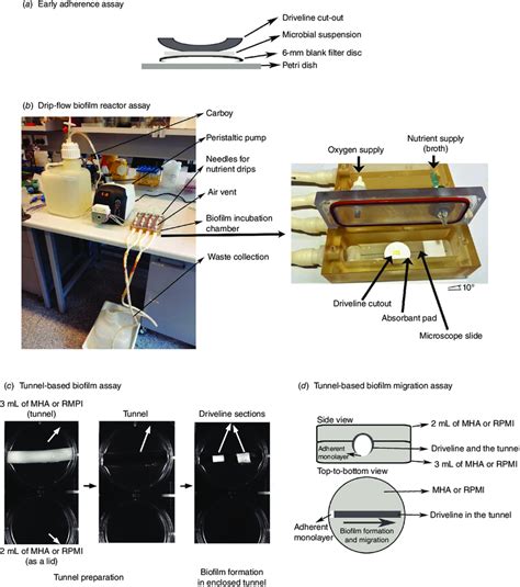 Different Biofilm Assays Mimicking Diverse Infectious Microenvironment