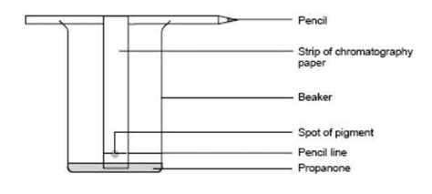 Leaf Chromatography Class Experiment Rsc Education