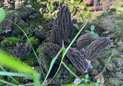 Bamiyan Restaurant Crows Nest Crows Nest Afghan Restaurant Menu Phone Reviews Agfg