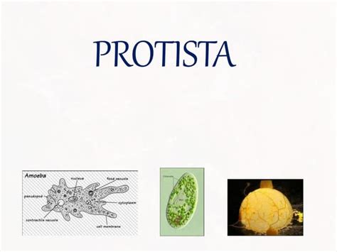 Kingdom Protista Kurikulum Indonesia Untuk Pptx