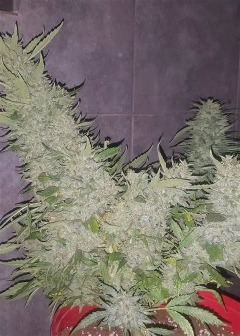Og Kush Cannabis Strain Info Growdiaries