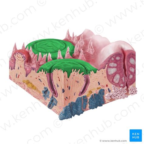 Tongue Anatomy Muscles Neurovasculature And Histology Kenhub