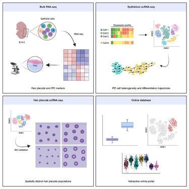 早期毛囊和表皮发育的转录组景观 Cell Reports X Mol