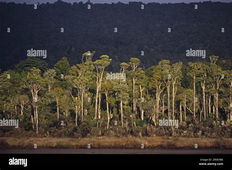 Forest Tahakapo River Catlins Dense Podocarp Forest Tahakopa River Remote Virgin Forest