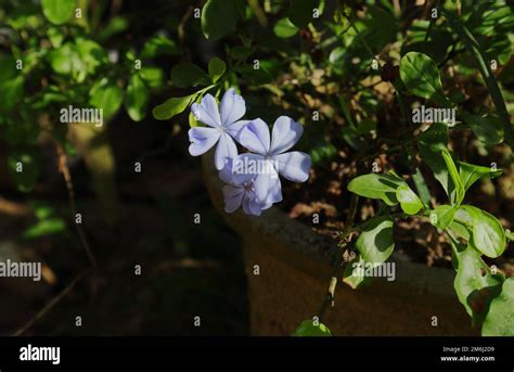 Flowers Of Cape Leadwort Plumbago Auriculata Plant With A Branch