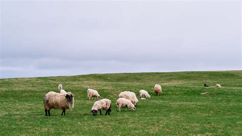 Sheep Kill Supplies Drop By 16000 Head Post Peak Agrilandie