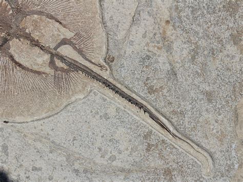 Ancient Diversity Stingrays Richness 150 Million Years Ago Surpasses