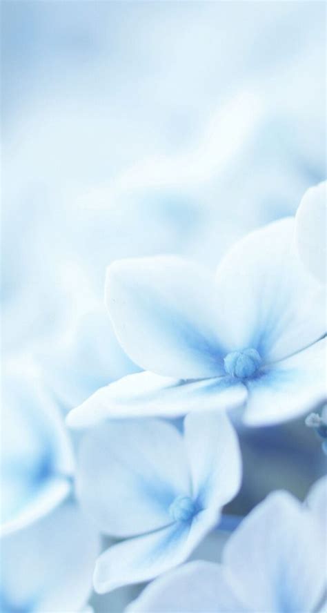 Light Blue Flowers Wallpaper Serene Floral Decor
