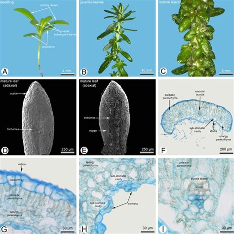 Schematic Drawings Of The Different Leaf Types Examined And Discussed Download Scientific